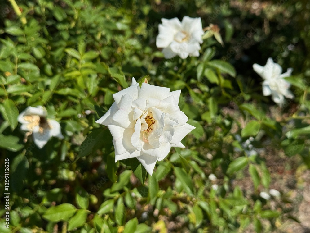 Rosa 'Climbing Iceberg' rose in the garden. Stunning white rose called Iceberg, a floribunda ...