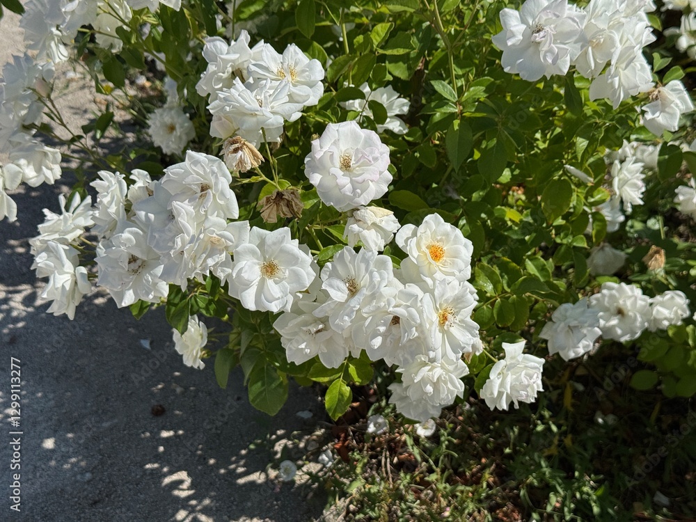 Rosa 'Climbing Iceberg' rose in the garden. Stunning white rose called Iceberg, a floribunda ...