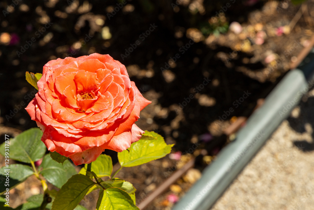 Rose Garden in Madrid. Botanical garden with different species of rare ...