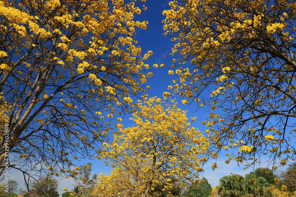 Stock-Foto „Tabebuia chrysantha or Handroanthus chrysanthus was ...