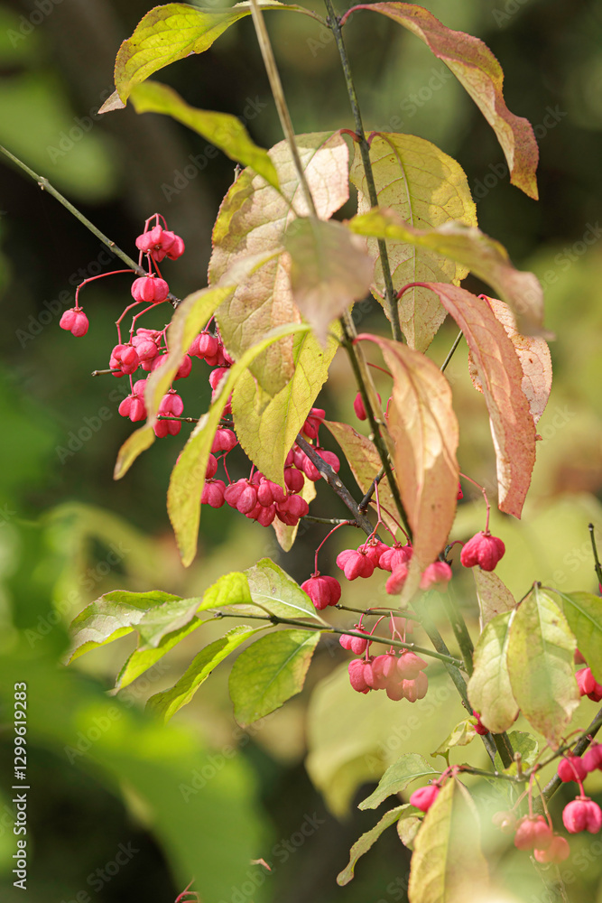 European spindle tree fruits, a euonymus, is invasive, and is on ...