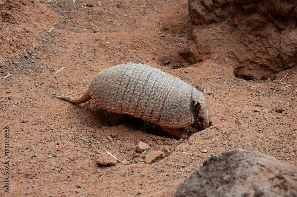 Armadillo Digging a Hole in the Ground Stock Photo | Adobe Stock