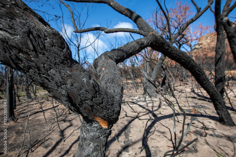 Bushfire damage from the 2025 bushfires started by lightning strikes in ...