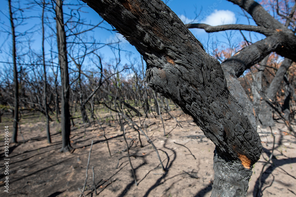 Bushfire damage from the 2025 bushfires started by lightning strikes in ...