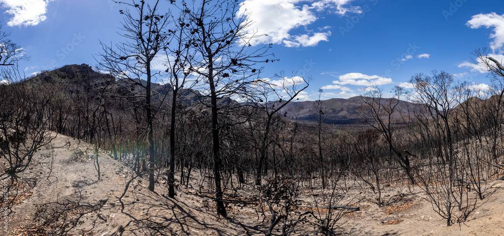 Panorama showing the damage from the 2025 bushfires started by ...