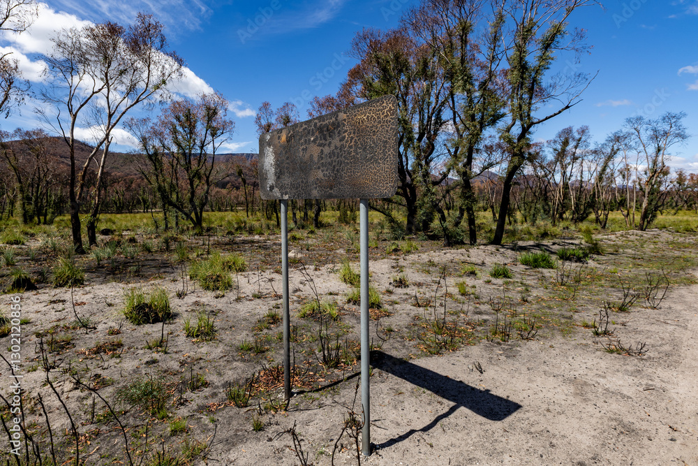 Regrowth in the Grampians (Gariwerd) National Park following the 2025 ...