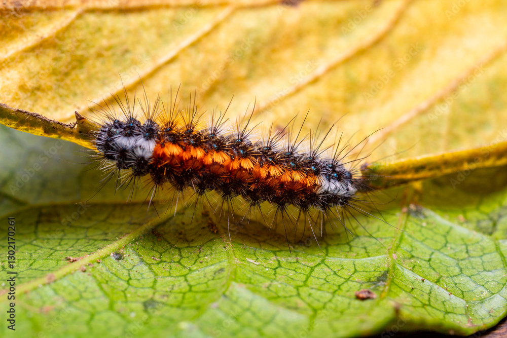Cuncuna Colorada, or larva of Chilesia rudis, endemic species of Chile ...