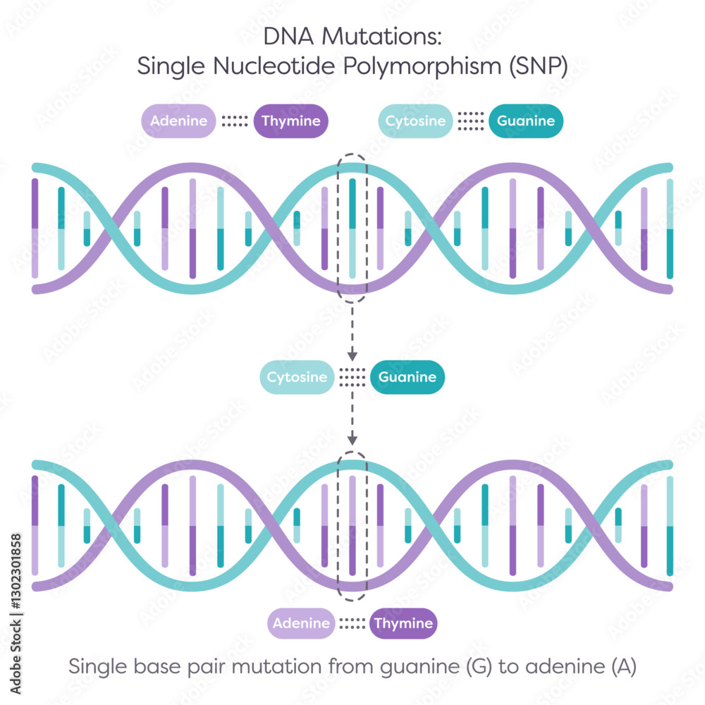 Single Nucleotide Polymorphism SNPs DNA Mutation diagram Stock Vector ...