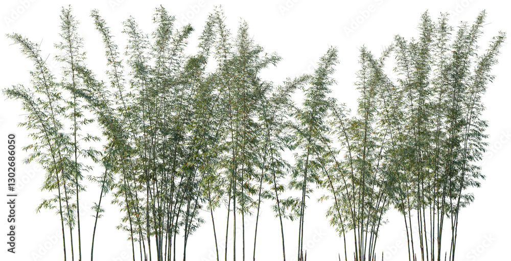 Set of Phyllostachys bambusoides (commonly called madake, giant timber ...