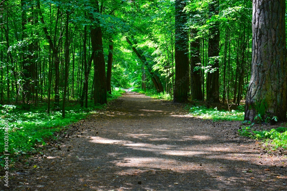 Wide footpath in the old forest. Forest road in sunny summer day. Big ...