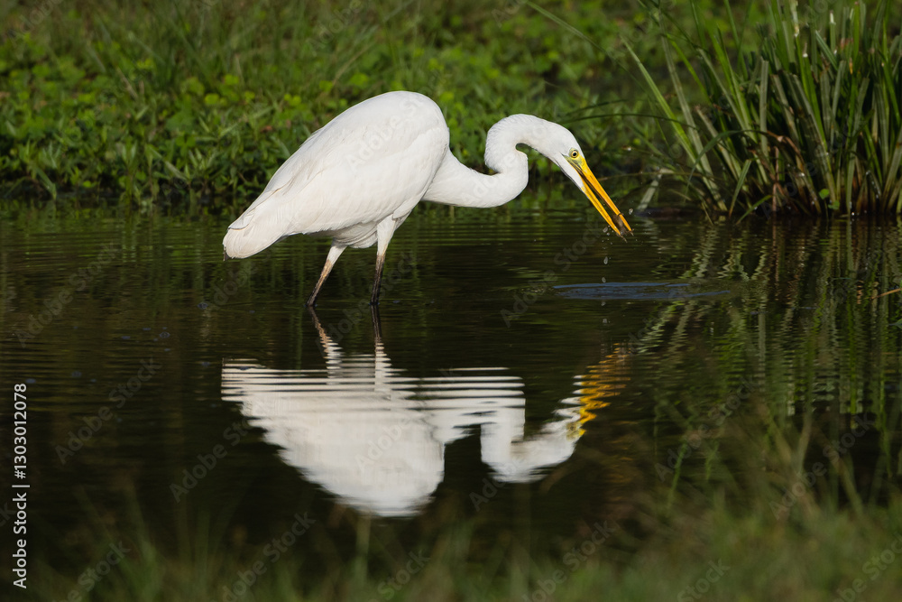 Eastern great egret - Ardea alba modesta wading in water at dark green ...