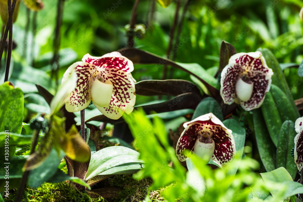 Beautiful paphiopedilum godefroyae - species of orchid endemic to ...