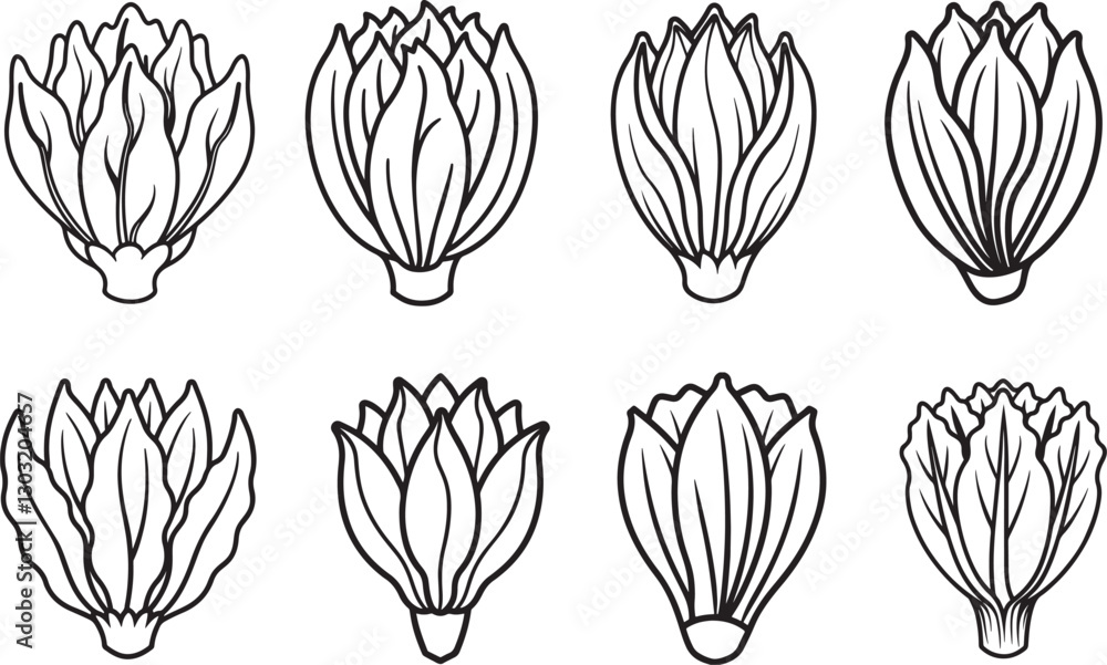 set of chicory vegetable line art, black outline, vector and ...