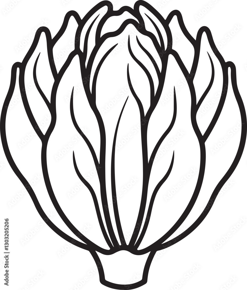chicory vegetable line art, black outline, vector and illustration ...
