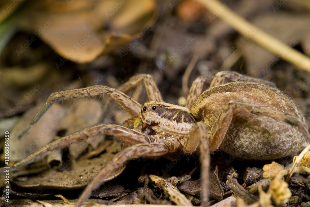 Стоковое фото «Closeup on one of the largest European wolf spiders ...