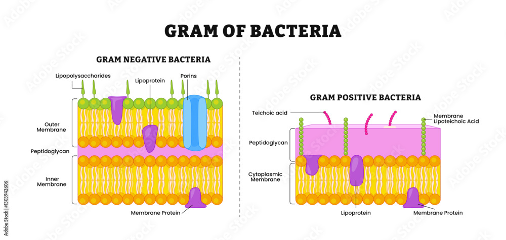 Different Types Of Bacterial Cell Wall Diagram Infographic Poster Vector Illustration Gram