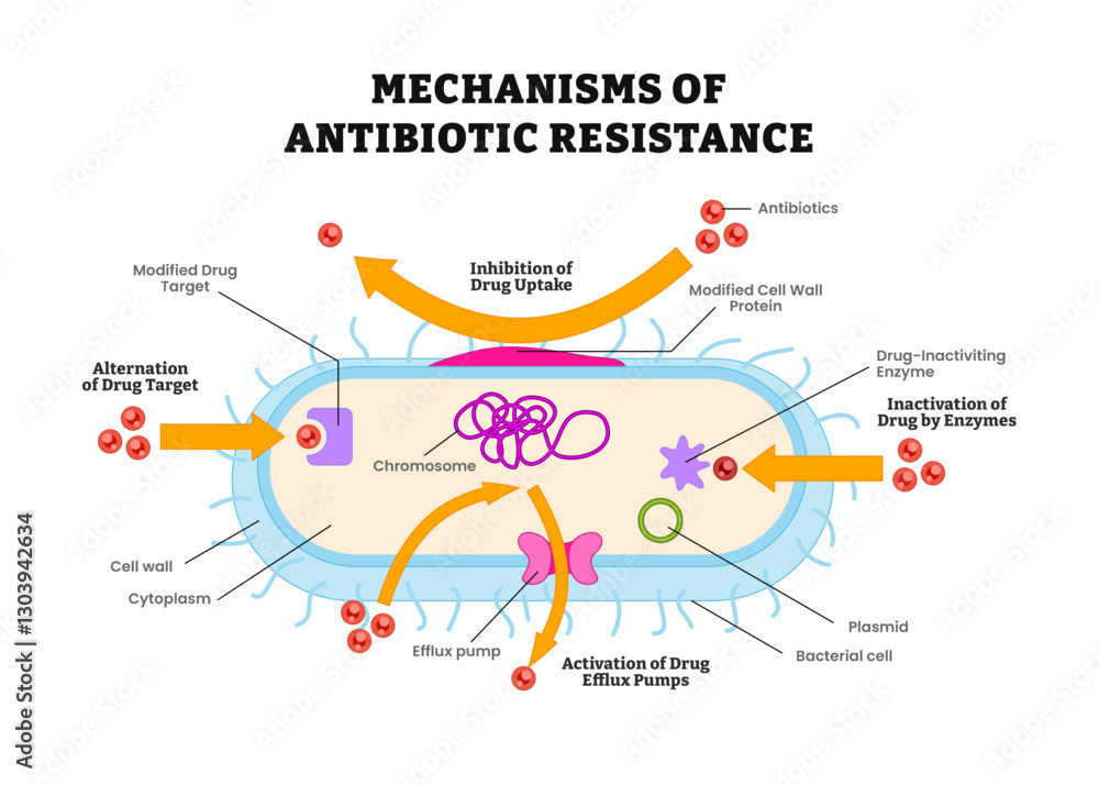 Antibiotic Resistance Mechanism diagram process. Efflux pumps ejecting antibiotics, bacterial ...