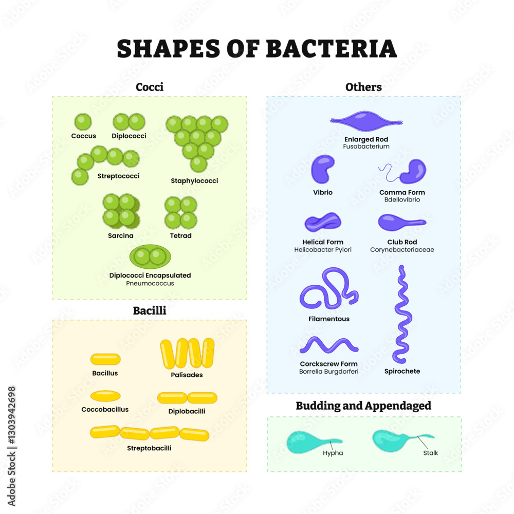Different types of bacteria shapes and arrangements, Microbiology, cocci, bacilli, budding and ...