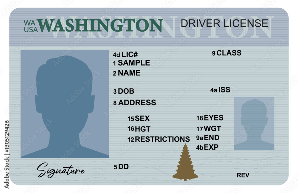 Washington driver license isolated on white background. Person driver ...
