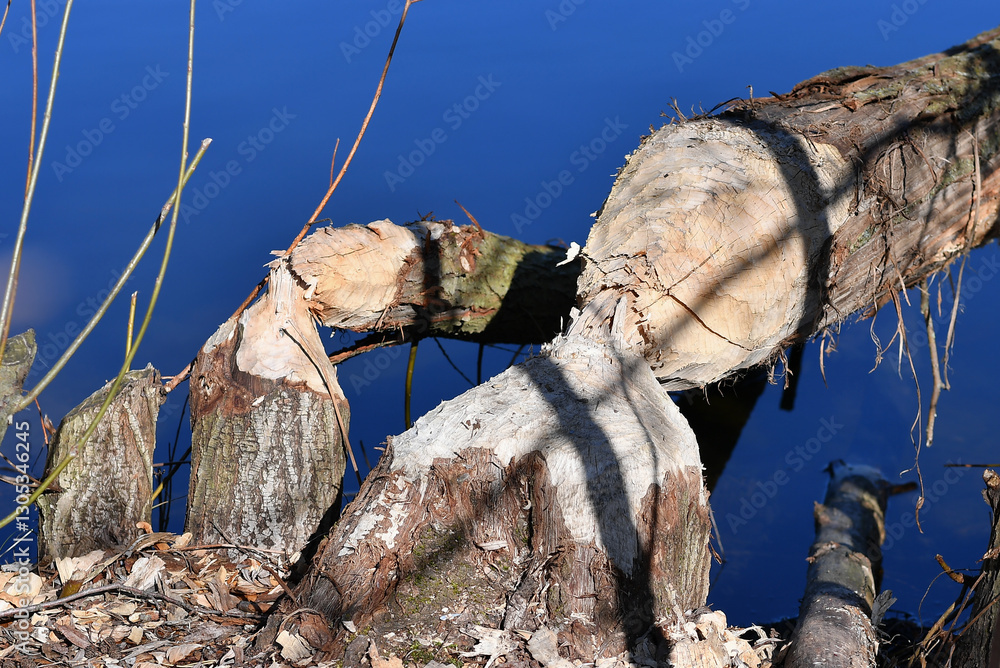 Bitten-off tree trunks that have been worked on by a beaver with its ...