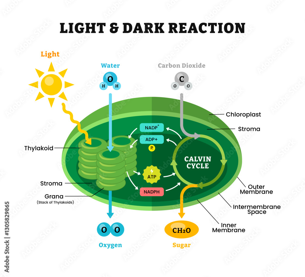 Diagram of the process of photosynthesis in plant, labeled light reaction, calvin cycle ...