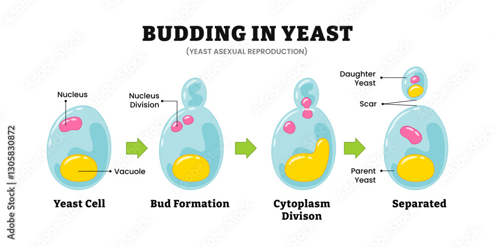 Yeast budding in yeast steps, Microbiology diagram, asexual ...