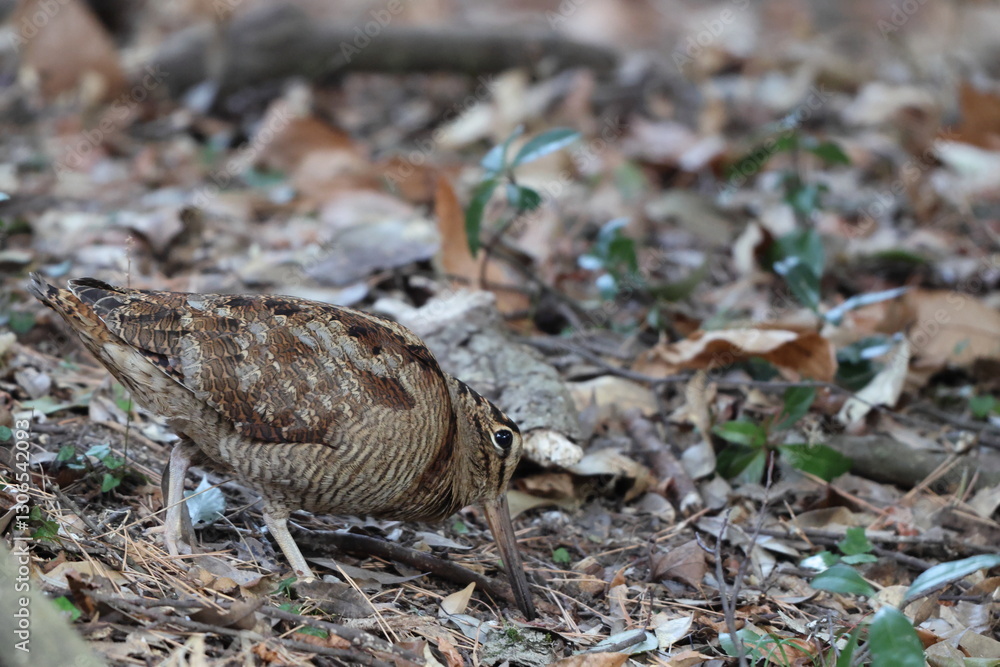 Eurasian woodcock (Scolopax rusticola) is a medium-small wading bird ...