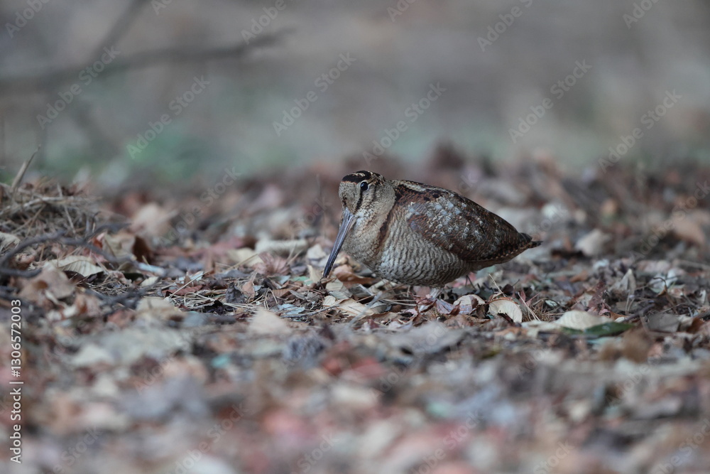 Eurasian woodcock (Scolopax rusticola) is a medium-small wading bird ...