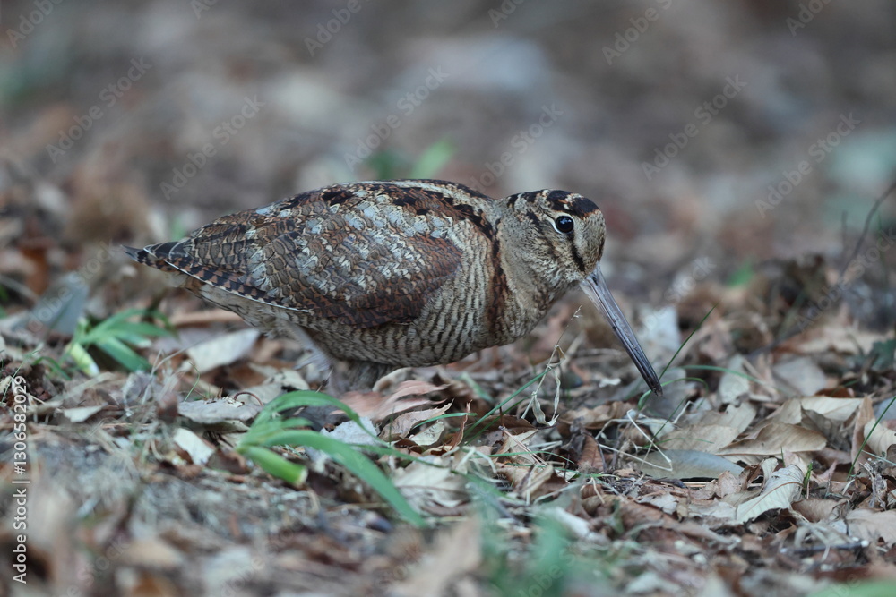 Eurasian woodcock (Scolopax rusticola) is a medium-small wading bird ...