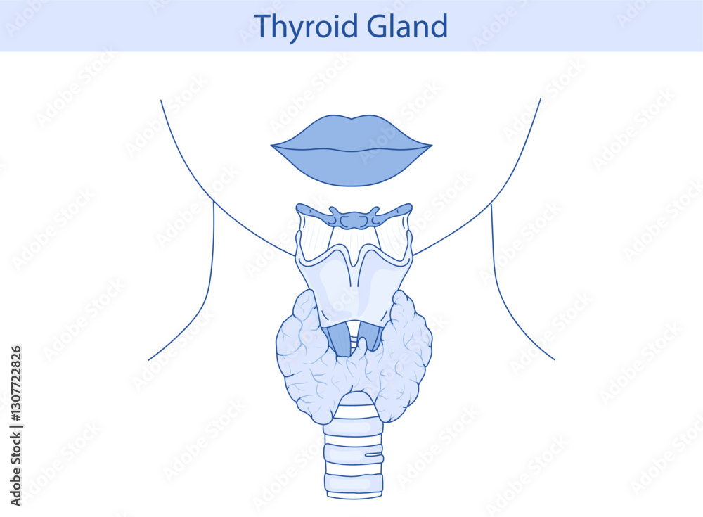 Thyroid gland vector illustration. Human endocrine system. Medical ...