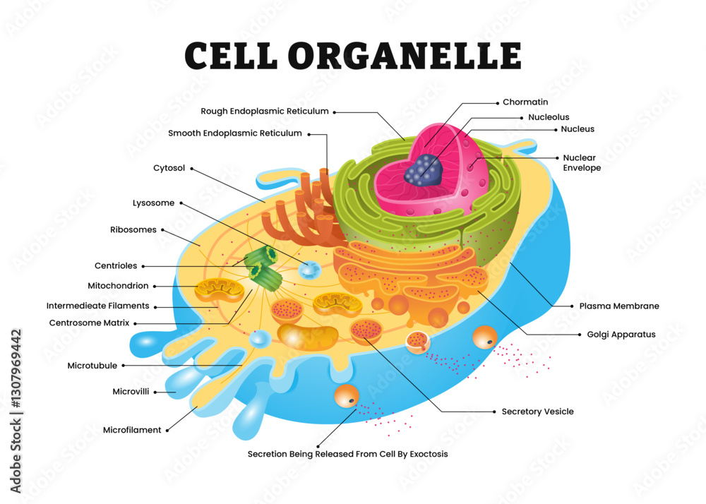 Vector de Stock Cell organelle structure anatomy diagram poster, cell ...