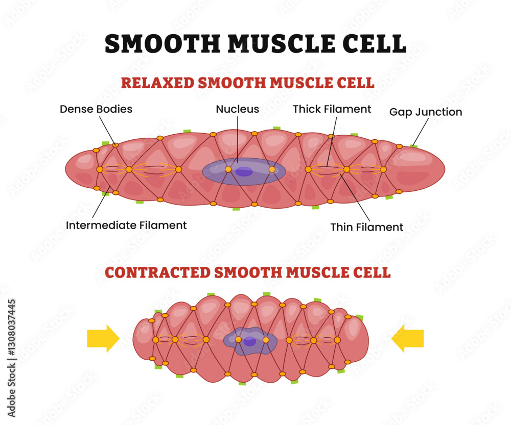 Smooth muscle cells structure anatomy diagram, comparison with relaxed ...