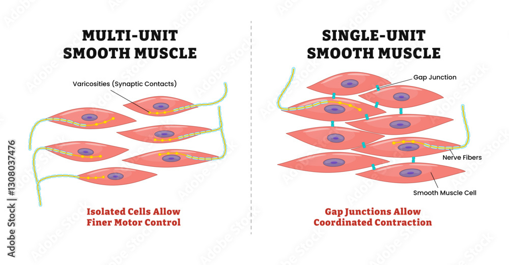 Single unit vs multi unit smooth muscle structure differences, smooth ...
