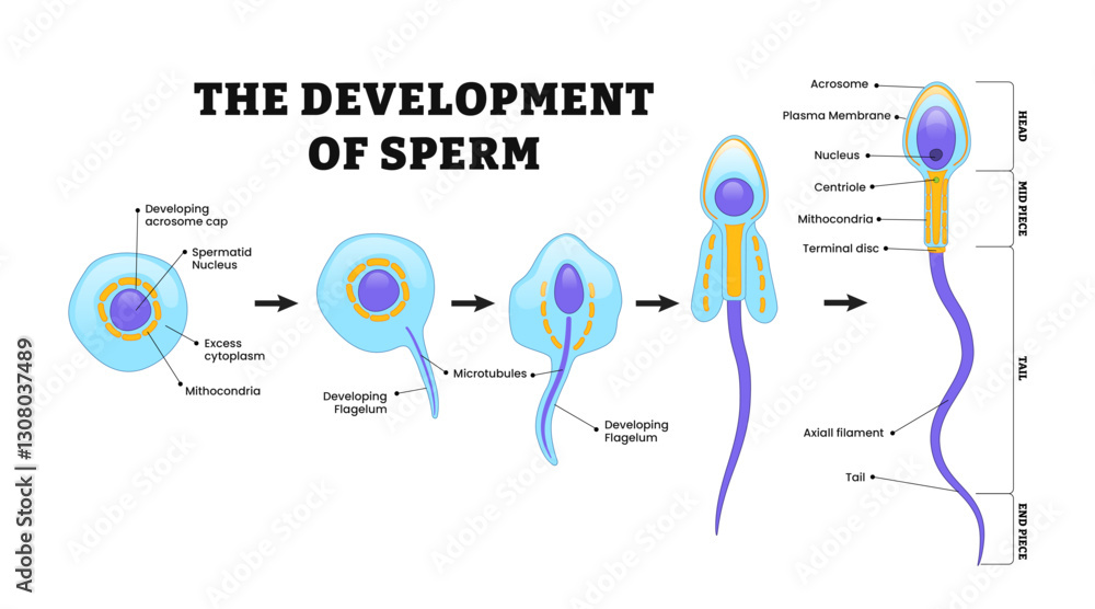 Sperm Development. Espermatozoide. Diagram of a human sperm cell. Human ...