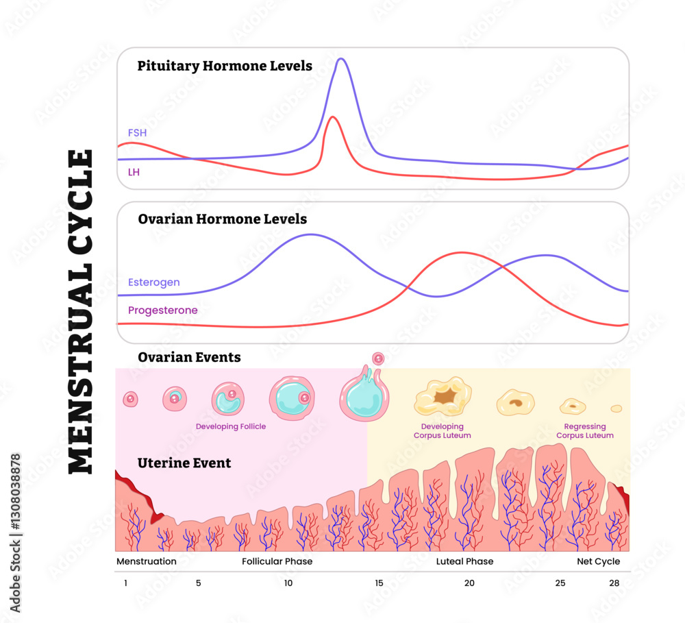 Vector de Stock Female Reproductive Cycle diagram and chart poster infographic, medical ...