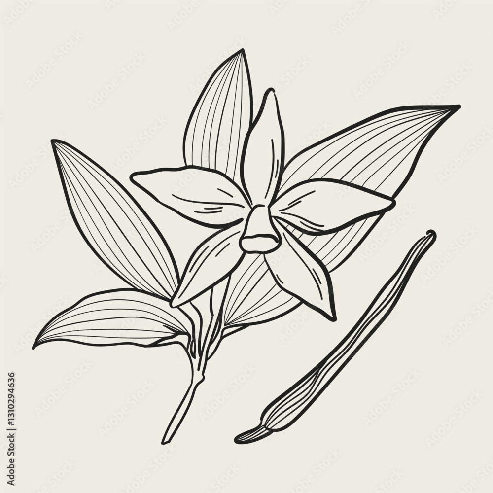 Elegant vanilla branch drawing. Detailed illustration in hand drawn ...
