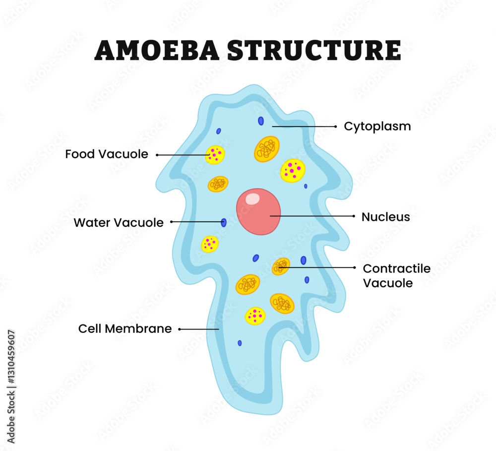 Amoeba structure anatomy diagram poster chart, medical illustration ...