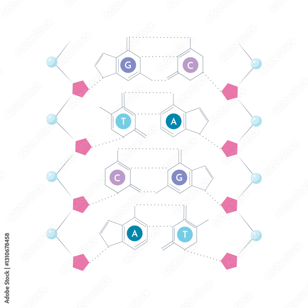 Chemical structure of DNA nucleotides and phosphate sugar backbone ...