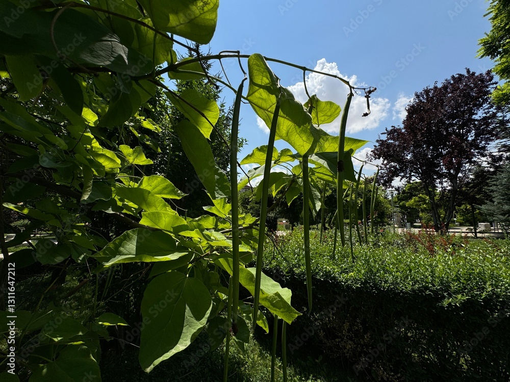 Catalpa bignonioides tree with thin long bean pods. Fruits of southern ...