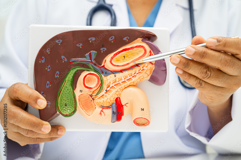 Liver with gallbladder, pancreas spleen and duodenum, Asian doctor ...