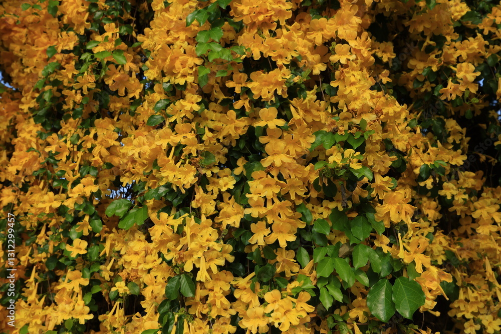 Dolichandra unguis-cati (commonly known as cat's claw creeper, funnel ...