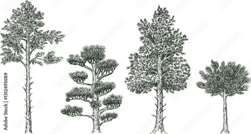 Pine trees in hand drawn engraving sketch style. Set of pen and ink ...