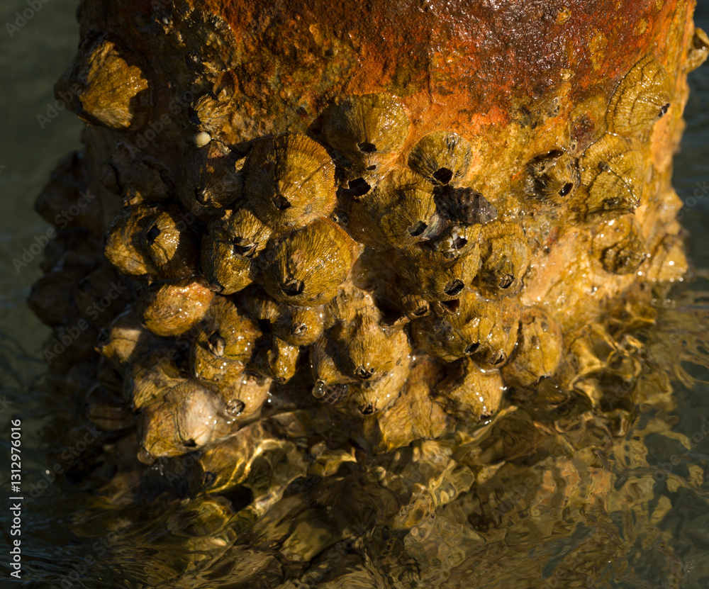 Tetraclita squamosa - Thatched barnacle. Balanus (Balanomorpha) is a ...