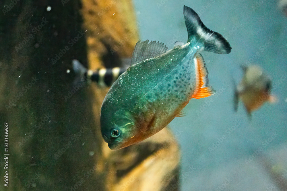 red-bellied piranha, also known as the red piranha (Pygocentrus ...