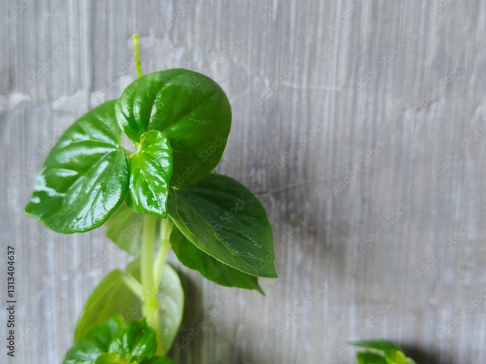 Peperomia pellucida (also known by common names pepper elder, shining ...