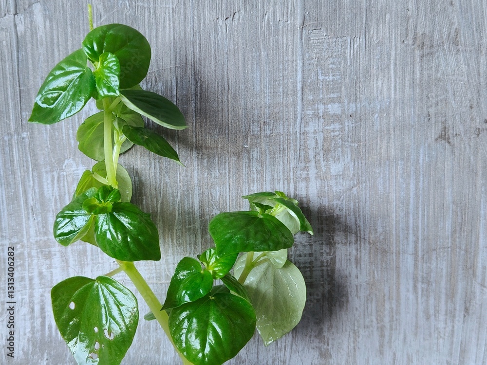 Peperomia pellucida (also known by common names pepper elder, shining ...