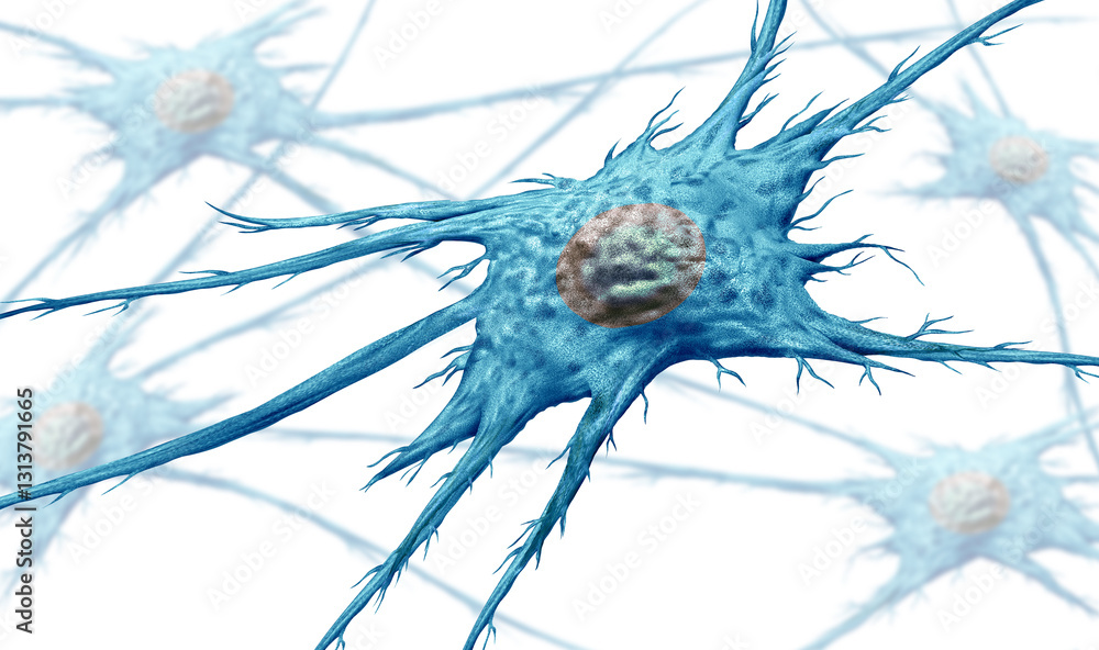 the structure and components of fibroblasts, which are cells ...