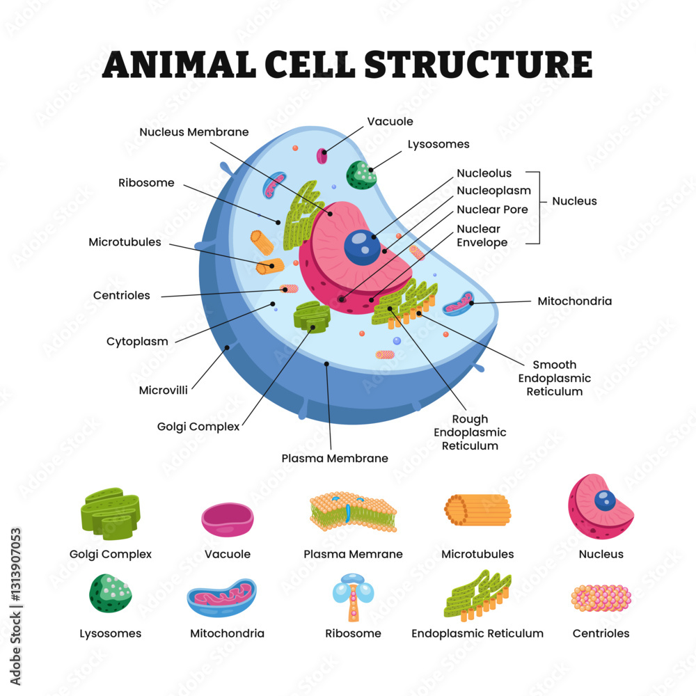 Animal cell structure anatomy cross section view. Animal cells are eukaryotic cells, various ...