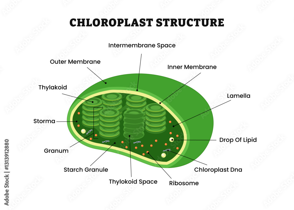 Chloroplast Structure Anatomy Diagram Poster Medical Illustration