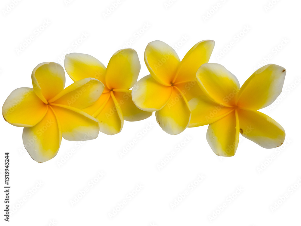 Yellow frangipani plumeria flowers aligned in a beautiful row isolated ...
